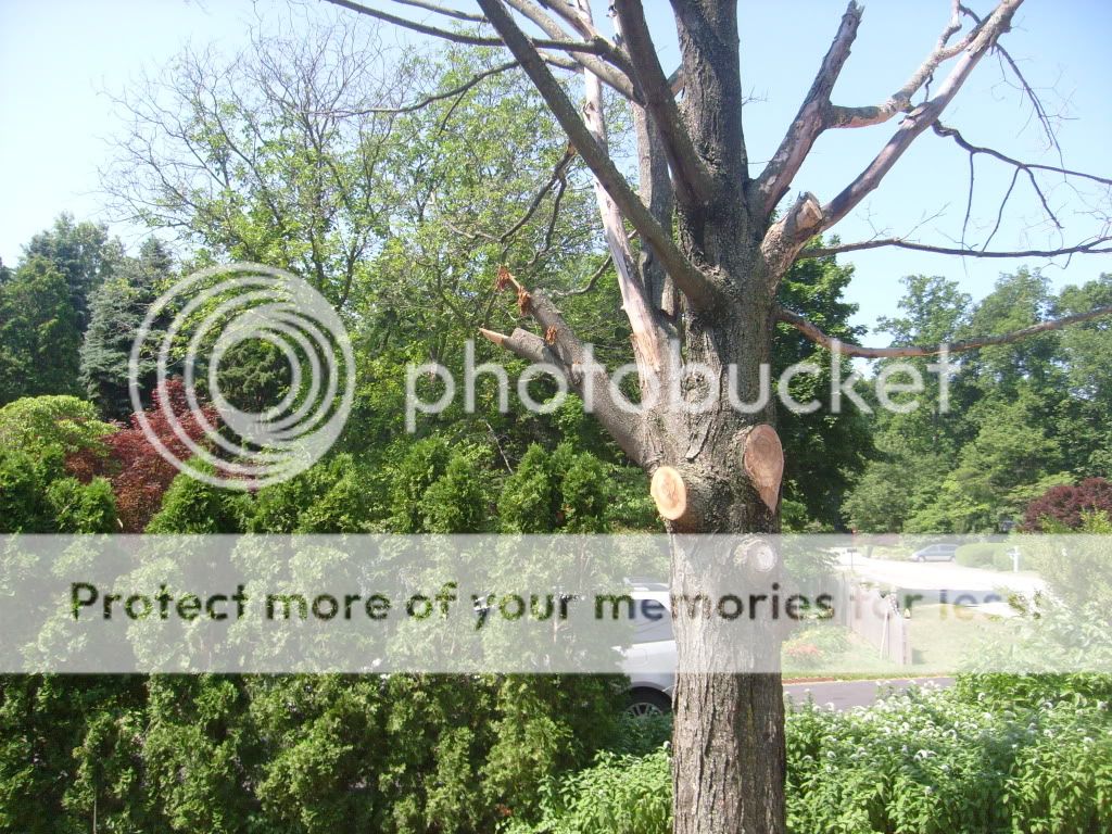 DIY Tree removal done to perfection. | Arborist, Chainsaw & Tree Work Forum