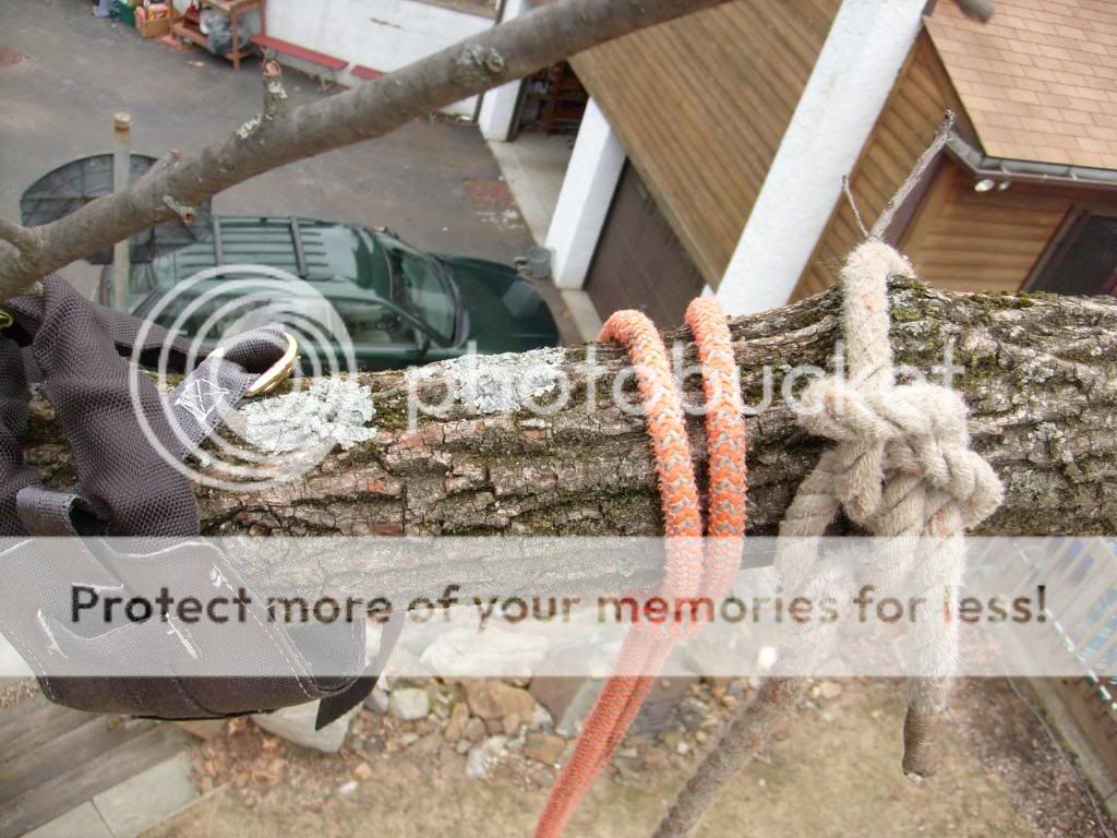 Dynamic tree support | Arborist, Chainsaw & Tree Work Forum