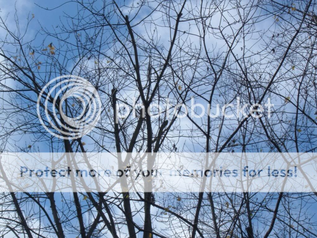 pics of topped trees? | Arborist, Chainsaw & Tree Work Forum