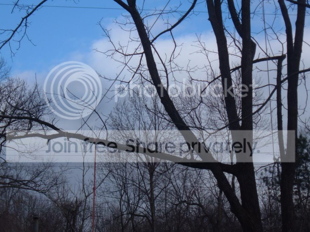 Dynamic tree support | Arborist, Chainsaw & Tree Work Forum