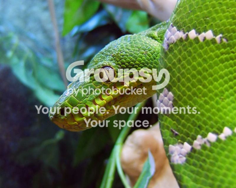 The snake head shots picture thread. | Reptile Forums