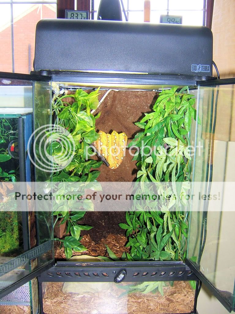 Green Tree Python Vivariums | Reptile Forums