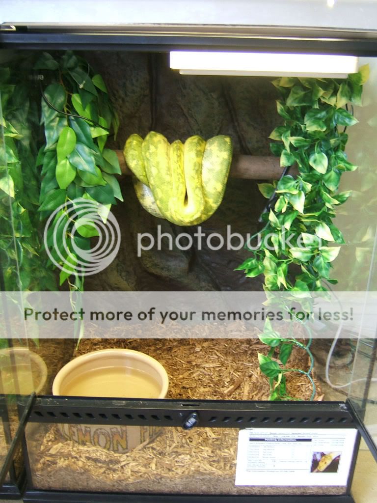 Green Tree Python Vivariums | Reptile Forums