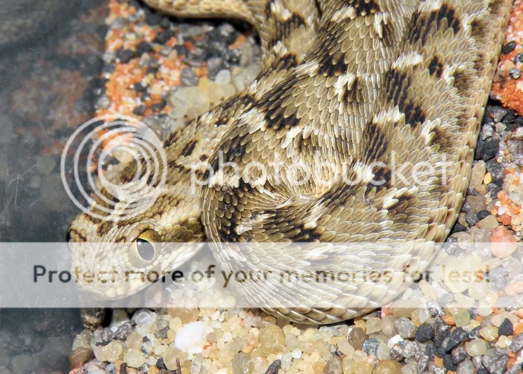 Post pics of your DWA snakes please.. | Reptile Forums