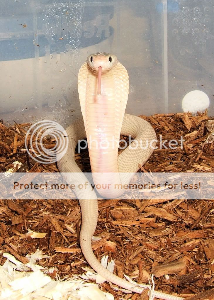 Post pics of your DWA snakes please.. | Reptile Forums