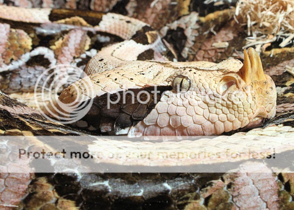 Photo session | Reptile Forums