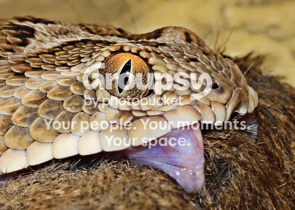 More Echis pics | Reptile Forums